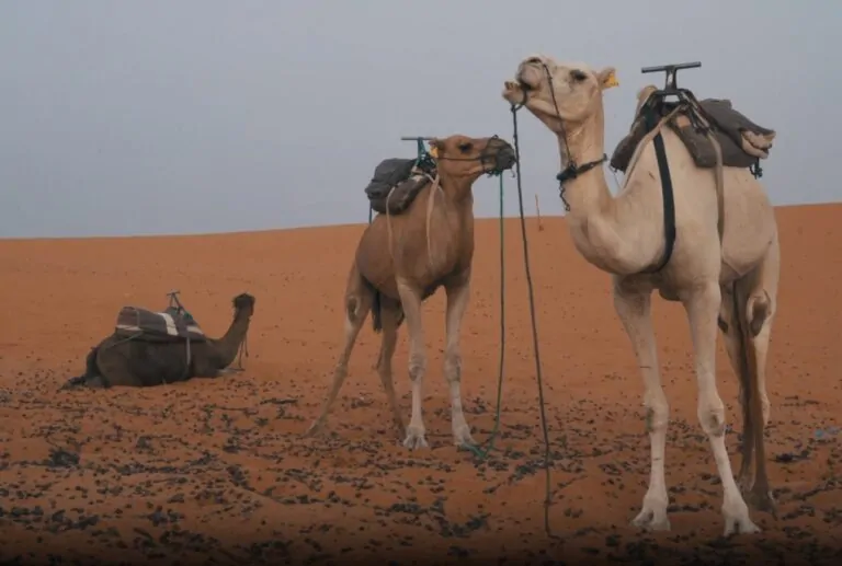 What Animals Live In The Sahara Desert? Check Out These Amazing ...