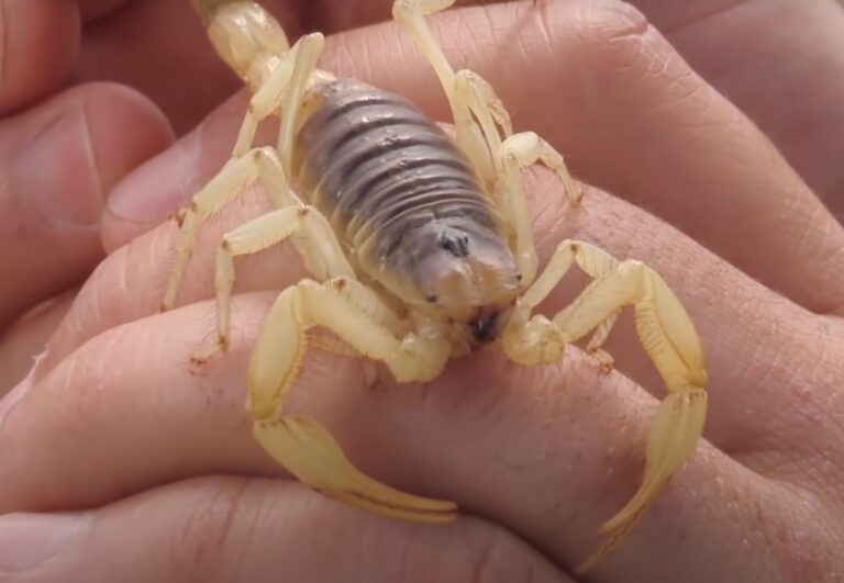 What Animals Live In The Sahara Desert? Check Out These Amazing ...