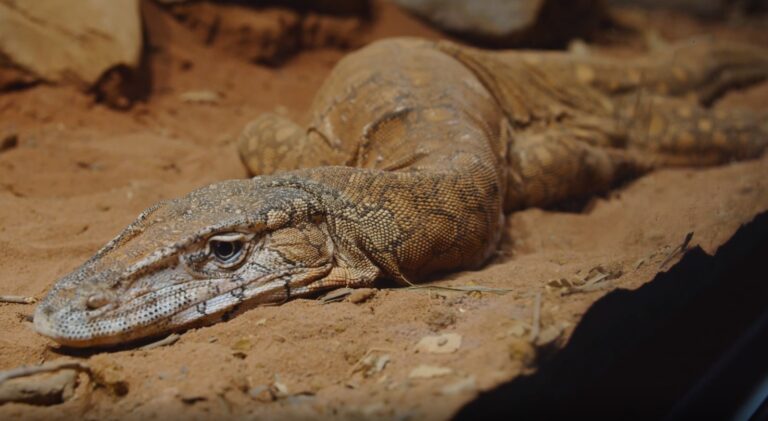 What Animals Live In The Sahara Desert? Check Out These Amazing ...