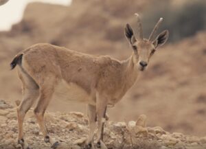 What Animals Live In The Sahara Desert? Check Out These Amazing ...