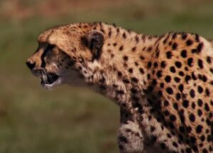 What Animals Live In The Sahara Desert? Check Out These Amazing ...