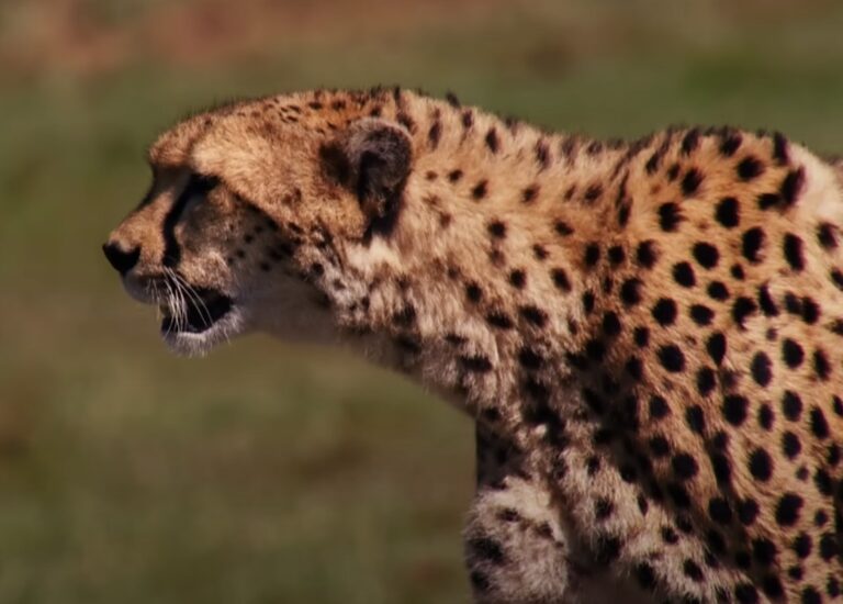 What Animals Live In The Sahara Desert? Check Out These Amazing ...