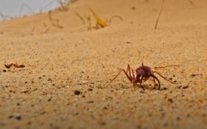 What Animals Live In The Sahara Desert? Check Out These Amazing ...