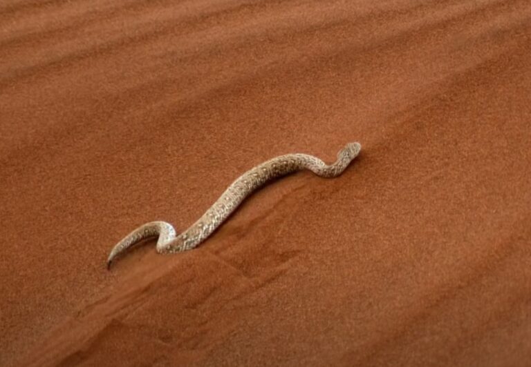 What Animals Live In The Sahara Desert? Check Out These Amazing ...