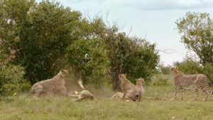 Why We Must Protect the Sahara Desert Cheetah at all Costs - Afjrd