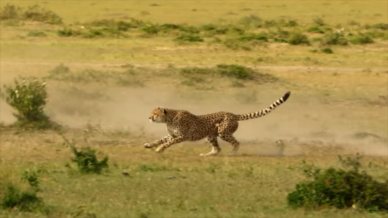 Why We Must Protect the Sahara Desert Cheetah at all Costs - Afjrd