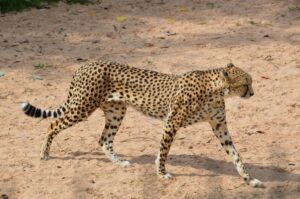 Why We Must Protect the Sahara Desert Cheetah at all Costs - Afjrd
