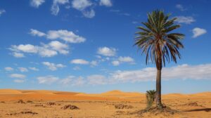 6 Unique Sahara desert plants: A Study of Resilience