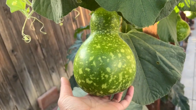 7 Resilient Plants Found in the Sahara Desert - Afjrd