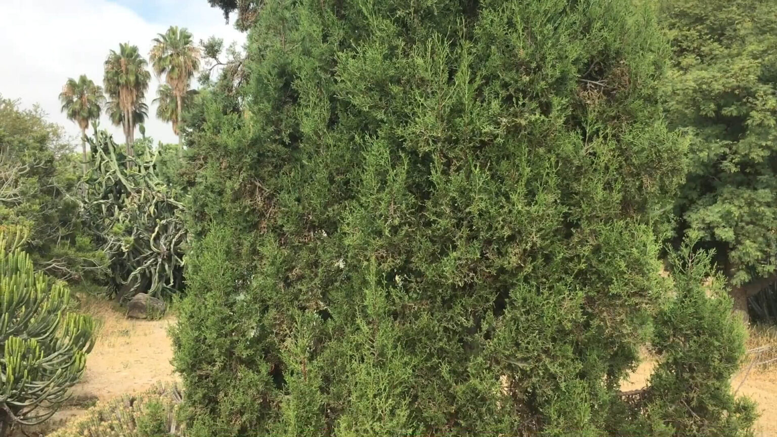 6 Unique Sahara desert plants: A Study of Resilience