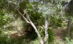 7 Resilient Plants Found in the Sahara Desert - Afjrd