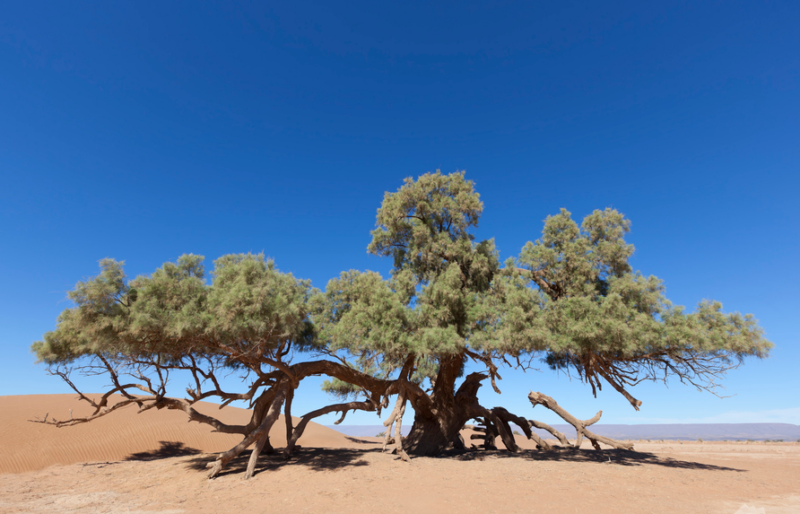 6 Unique Sahara desert plants: A Study of Resilience