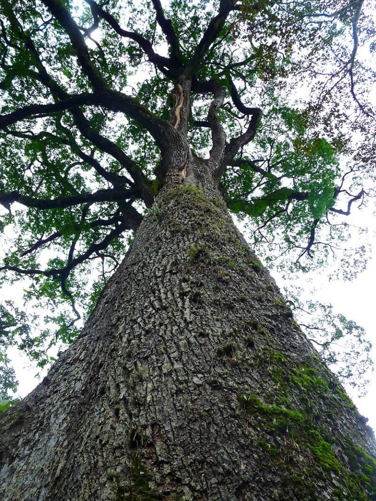 10 Oldest Trees in the World You Must Know About in 2025 - Afjrd