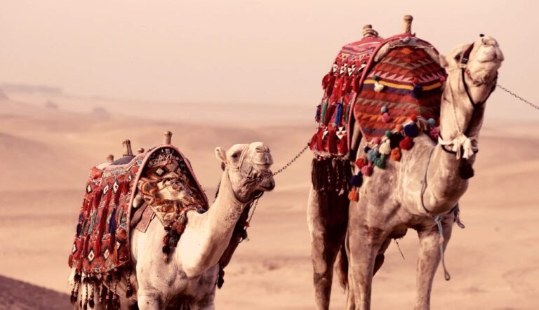 How Fast Can a Camel Run? Which One is Faster?