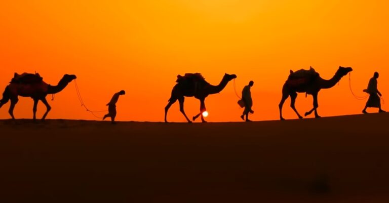 How Much Does a Camel Cost on Average?