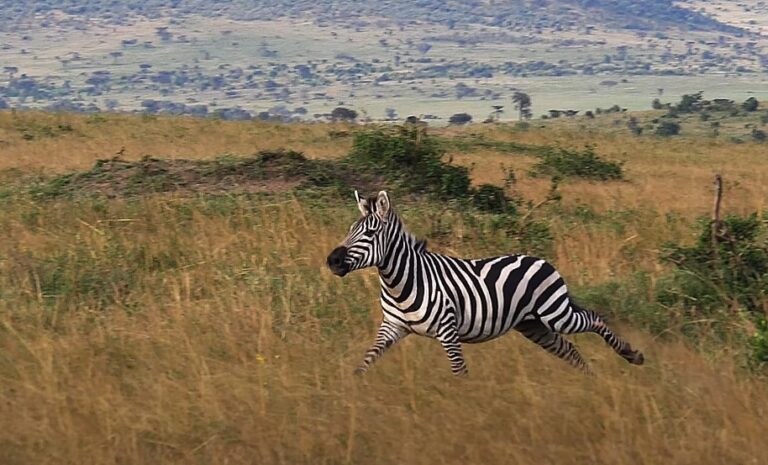 How Fast Can a Camel Run? Which One is Faster?