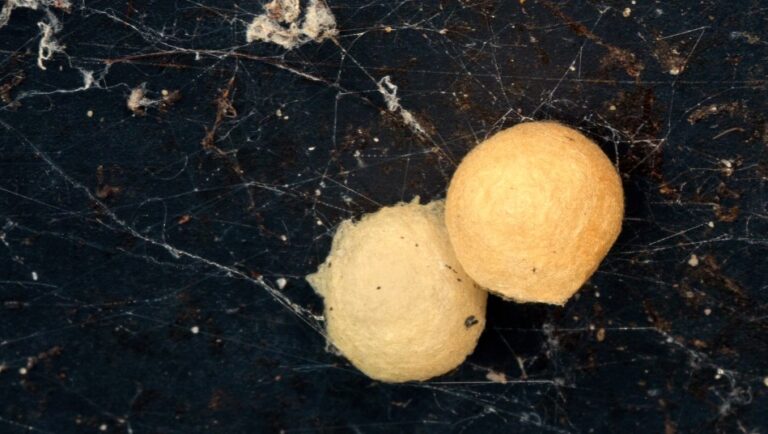What Do Spider Eggs Look Like and Where Can You Find Them?