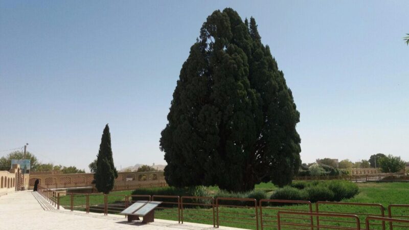 10 Oldest Trees in the World You Must Know About in 2025 - Afjrd