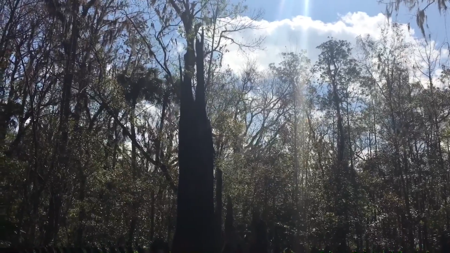 10 Oldest Trees in the World You Must Know About in 2025 - Afjrd