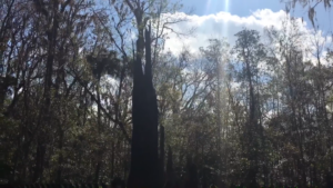 10 Oldest Trees in the World You Must Know About in 2025 - Afjrd