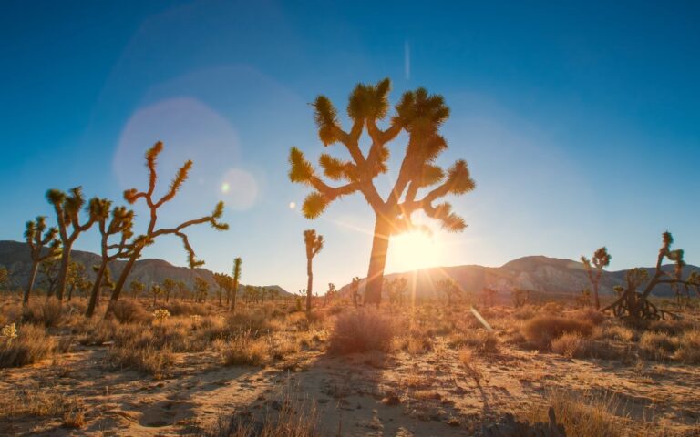 Top 12 Most Strange Desert Plants - Flora You Won't Believe Exist