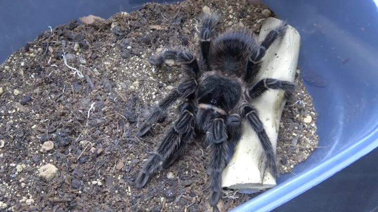 10 Biggest Spiders In The World You Need To Know About - Afjrd