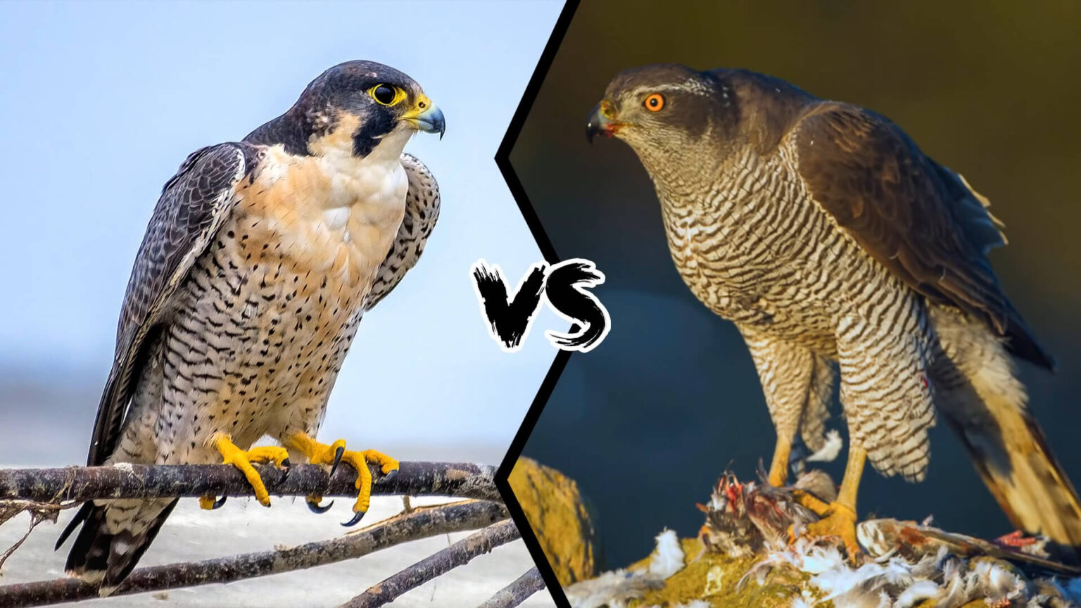 Hawk vs. Falcon - 10 Key Differences Between These Birds of Prey ...
