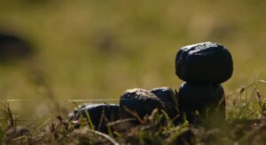 Why Is Wombat Poop Square? The Science Behind Explained - Afjrd