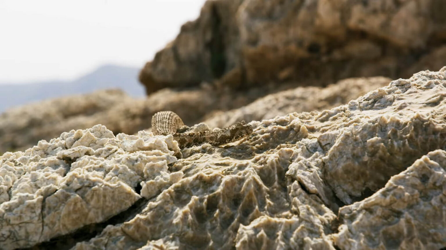 The Spider-Tailed Horned Viper - One of Nature’s Strangest Predators ...