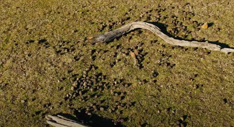 Why Is Wombat Poop Square? The Science Behind Explained - Afjrd