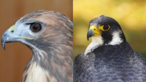 Hawk vs. Falcon - 10 Key Differences Between These Birds of Prey ...