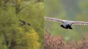 Hawk vs. Falcon - 10 Key Differences Between These Birds of Prey ...