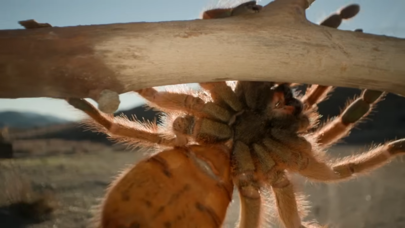 10 Fascinating Facts About the Orange Baboon Tarantula - Afjrd