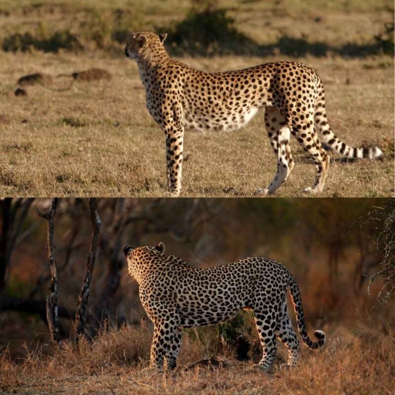 Leopard vs. Cheetah - Key Differences Between These Big Cats - Afjrd