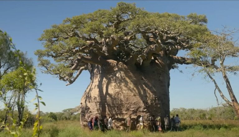 Baobab - The Iconic African Tree That Grows Upside Down - Afjrd