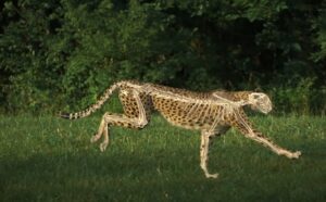 How Fast Can a Cheetah Run? - Afjrd