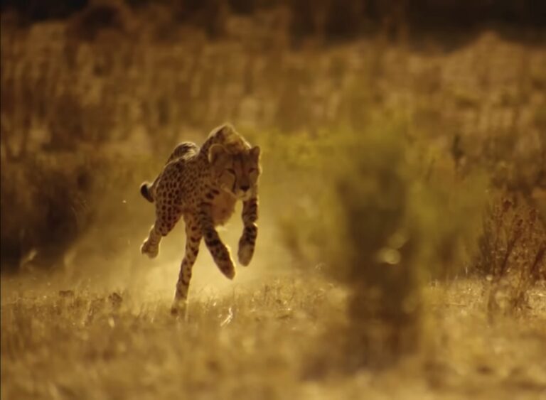 How Fast Can a Cheetah Run? - Afjrd
