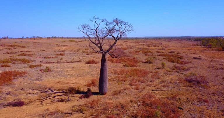 Baobab - The Iconic African Tree That Grows Upside Down - Afjrd