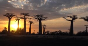 Baobab - The Iconic African Tree That Grows Upside Down - Afjrd