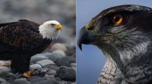 Hawk vs. Eagle - How to Tell the Difference