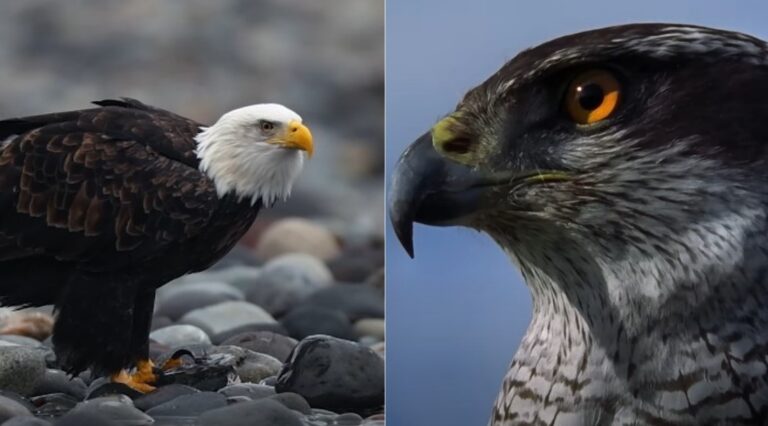 Hawk vs. Eagle - How to Tell the Difference