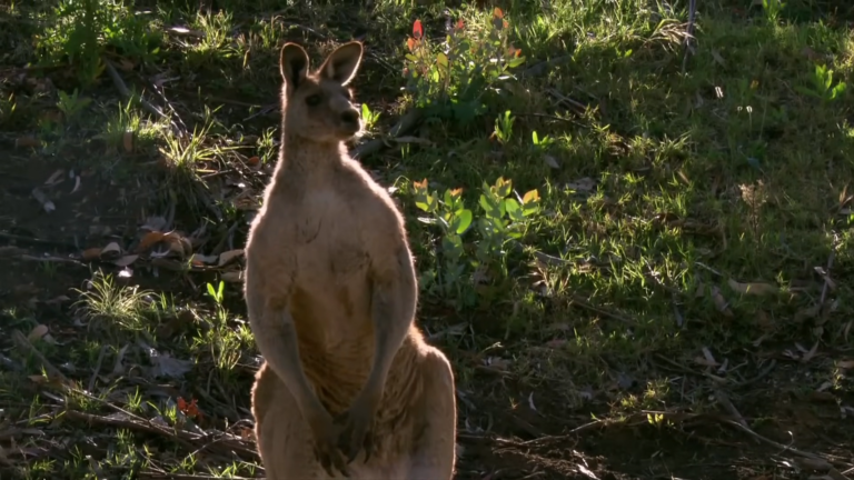 Kangaroo Leaps - Discovering Their Impressive Jumping Heights - Afjrd