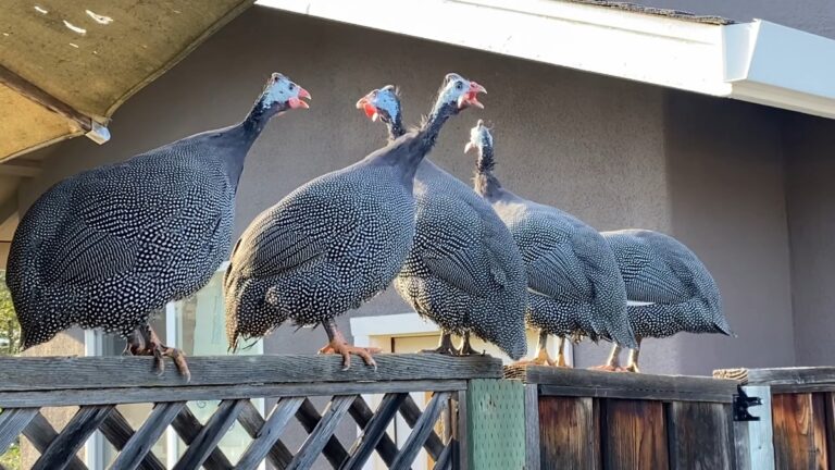 Is Raising Guinea Fowl Right for You? - Afjrd