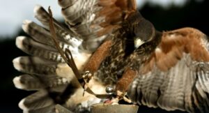 Hawk vs. Eagle - How to Tell the Difference