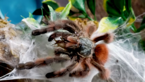 Antilles Pinktoe Tarantula Care Guide – Everything You Need to Know - Afjrd