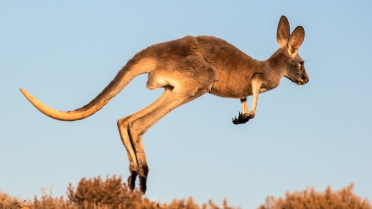 Kangaroo Leaps - Discovering Their Impressive Jumping Heights - Afjrd