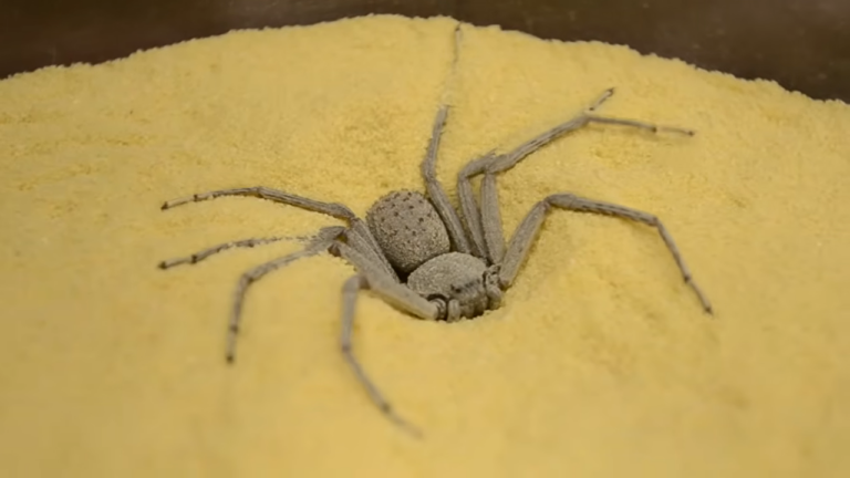 Top 10 Most Dangerous Desert Animals You Should Avoid - Afjrd