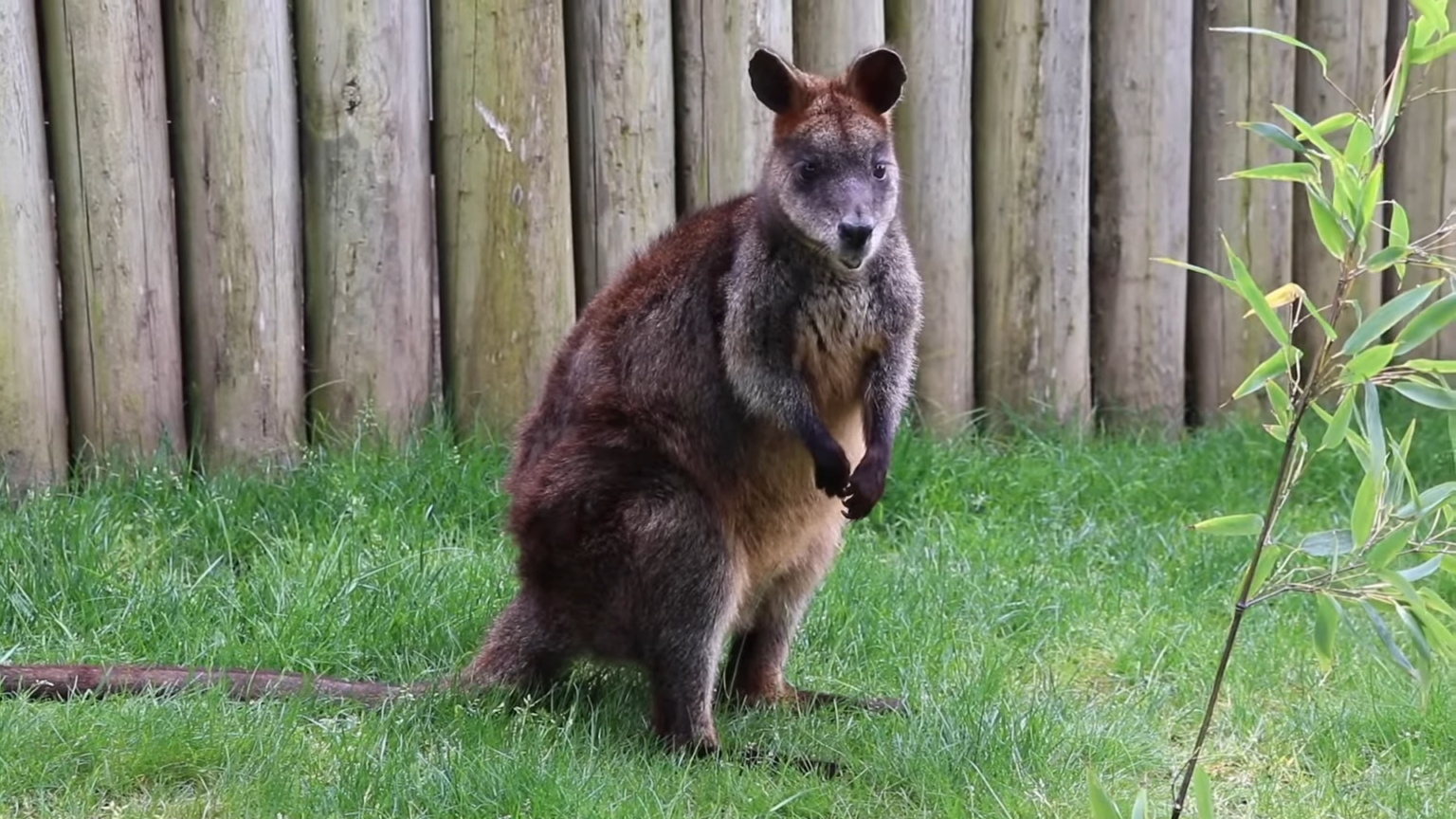 Kangaroo Leaps - Discovering Their Impressive Jumping Heights - Afjrd