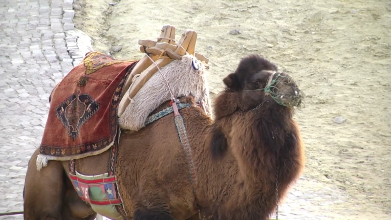 How Are Camel Eyelashes Unique Among Desert Animals? - Afjrd