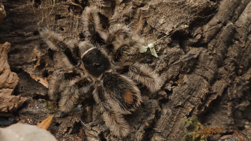 Can Tarantulas Be Good Pets? Pros and Cons of Ownership - Afjrd